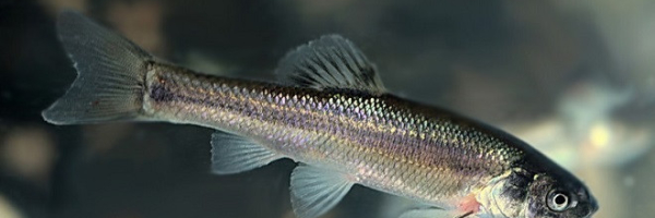 The Most Common Types of Minnows - Henneke Fish Hatchery