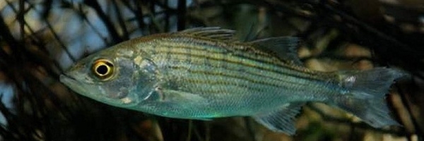 The Most Common Types of Minnows - Henneke Fish Hatchery