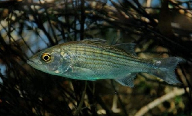 Fish Hatchery & Farm - Feeder Fish & Fish Stocking in Texas | Henneke ...
