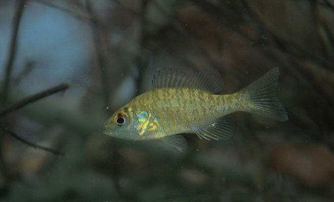 Gypsum-What is it and how Does it Work? - Henneke Fish Hatchery